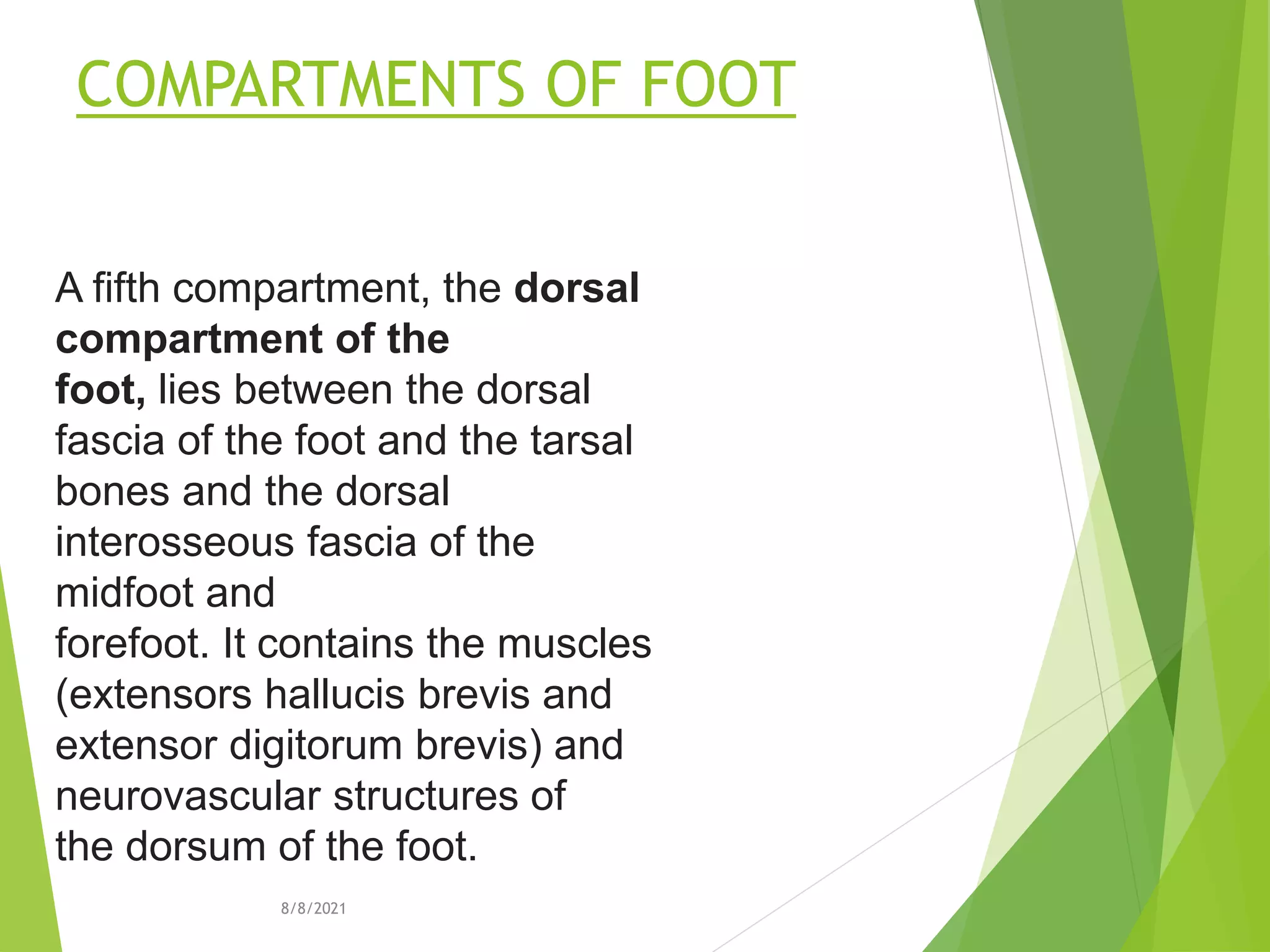 Fascia of foot | PPT