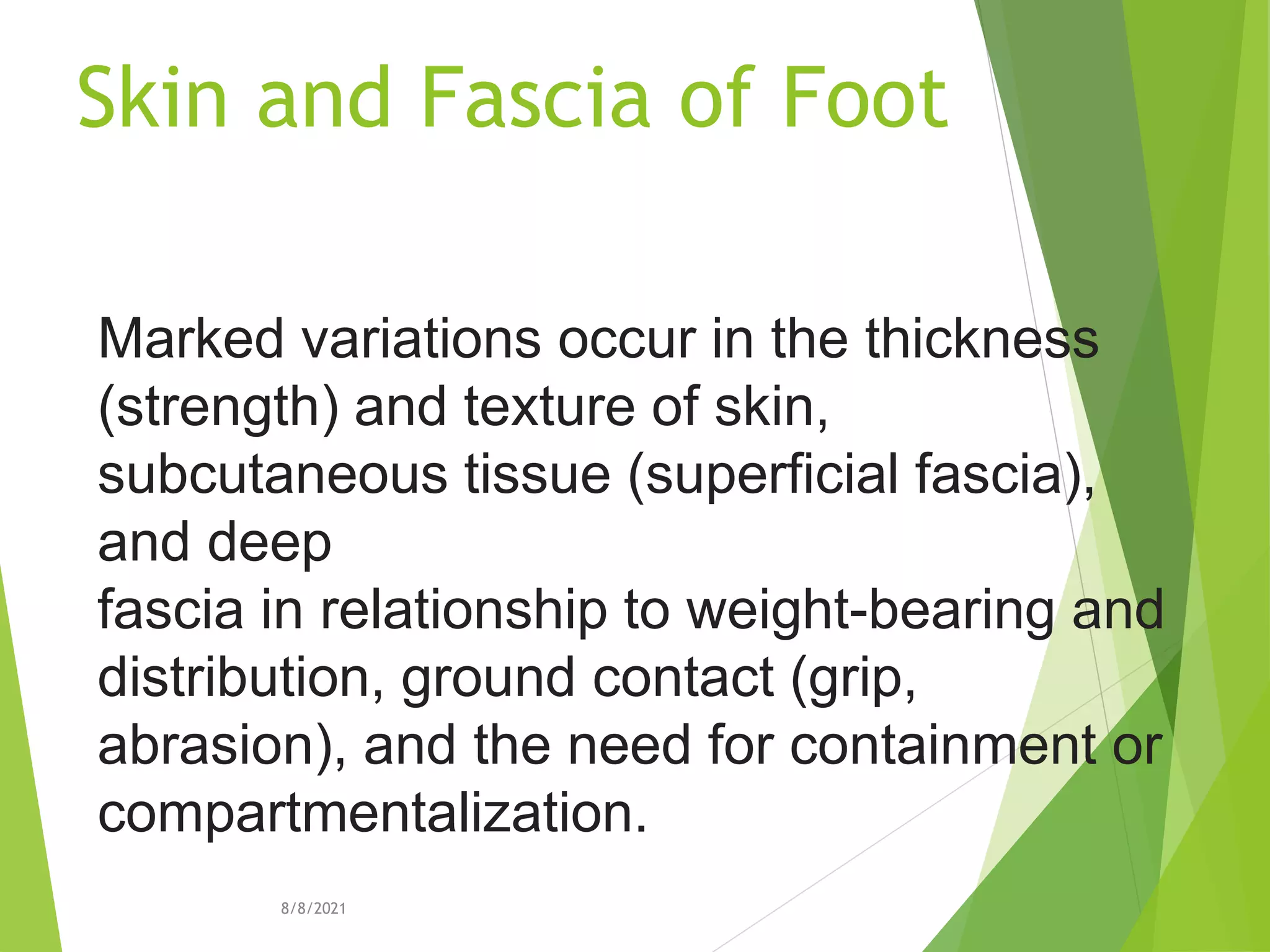 Fascia of foot | PPT