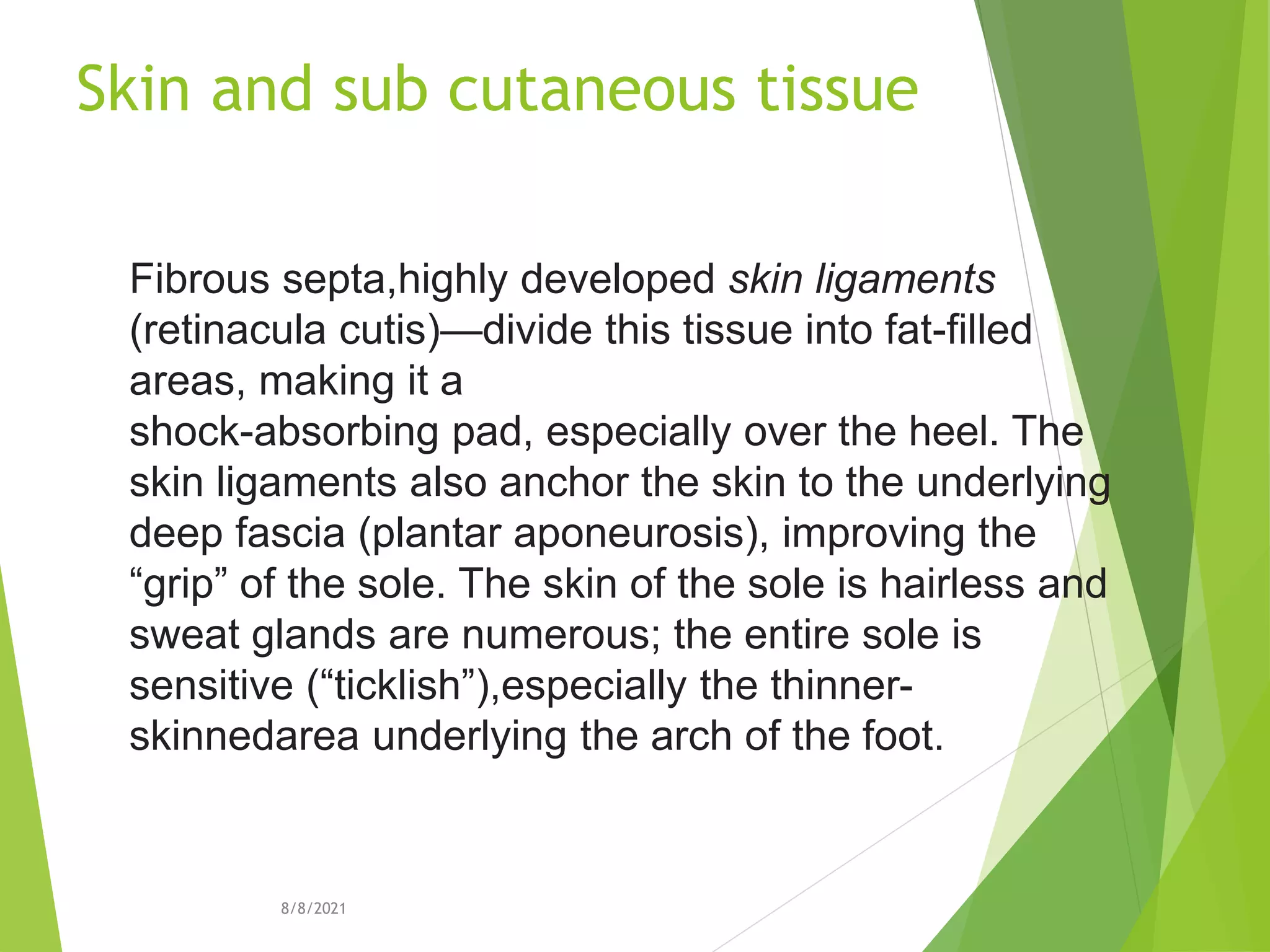 Fascia of foot | PPT