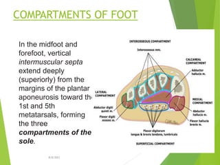 Fascia of foot | PPT