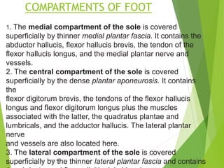 Fascia of foot | PPT