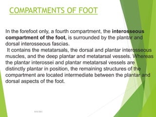 Fascia of foot | PPT