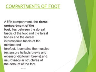 Fascia of foot | PPT
