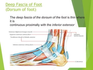 Fascia of foot | PPT