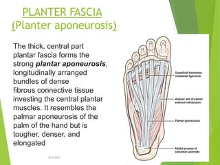 Fascia of foot | PPT