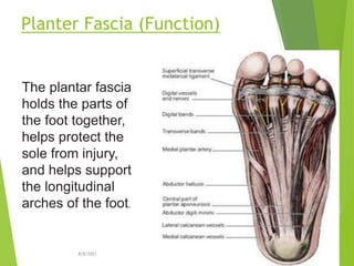 Fascia of foot | PPT