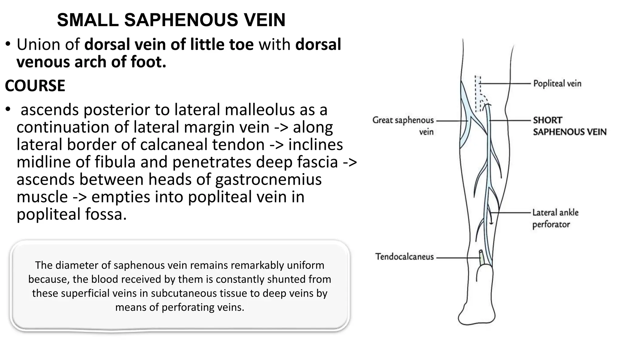 fascia of lower limb, venous drainage of lower limb, lymphatic drainage ...