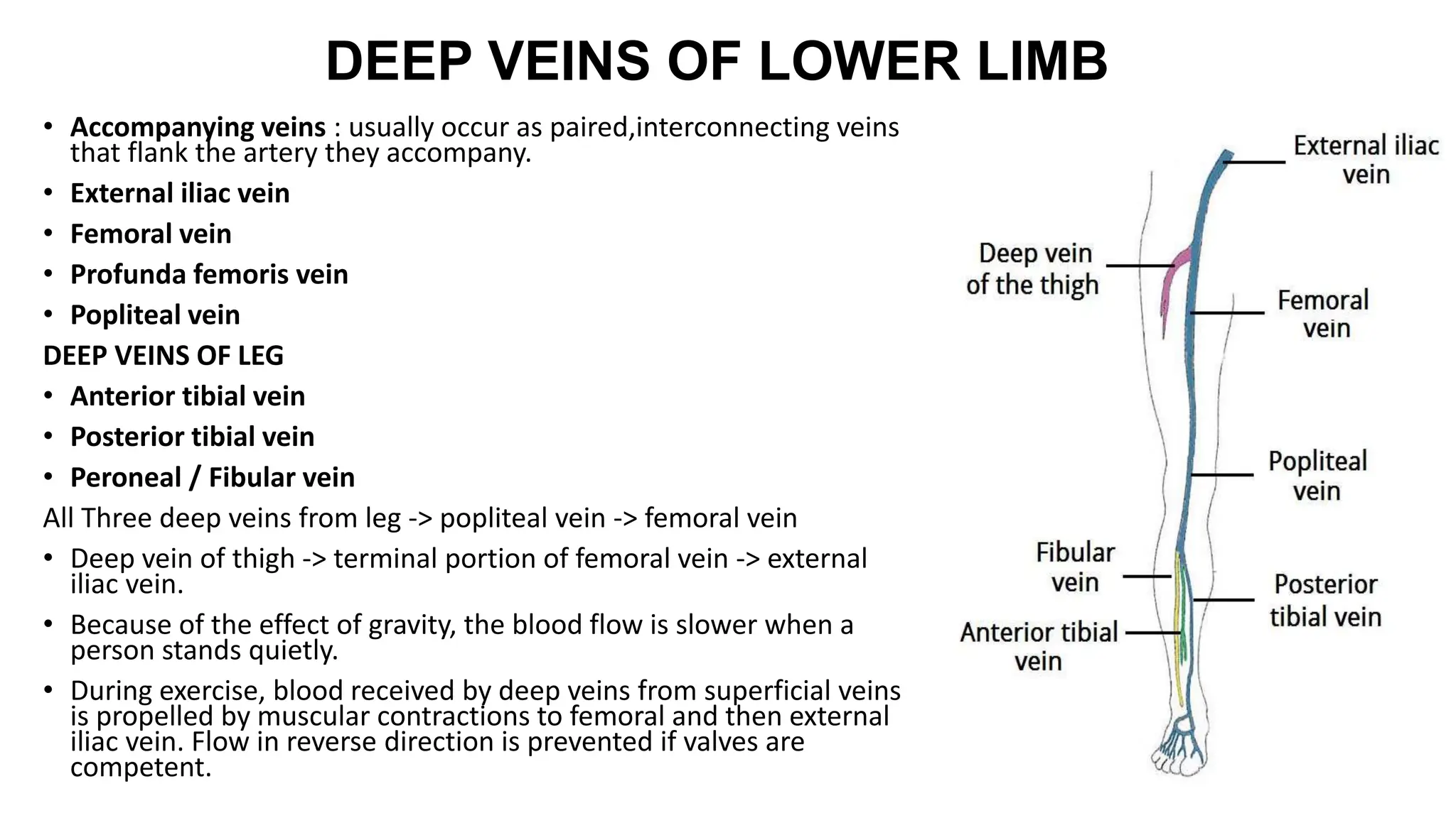 fascia of lower limb, venous drainage of lower limb, lymphatic drainage ...