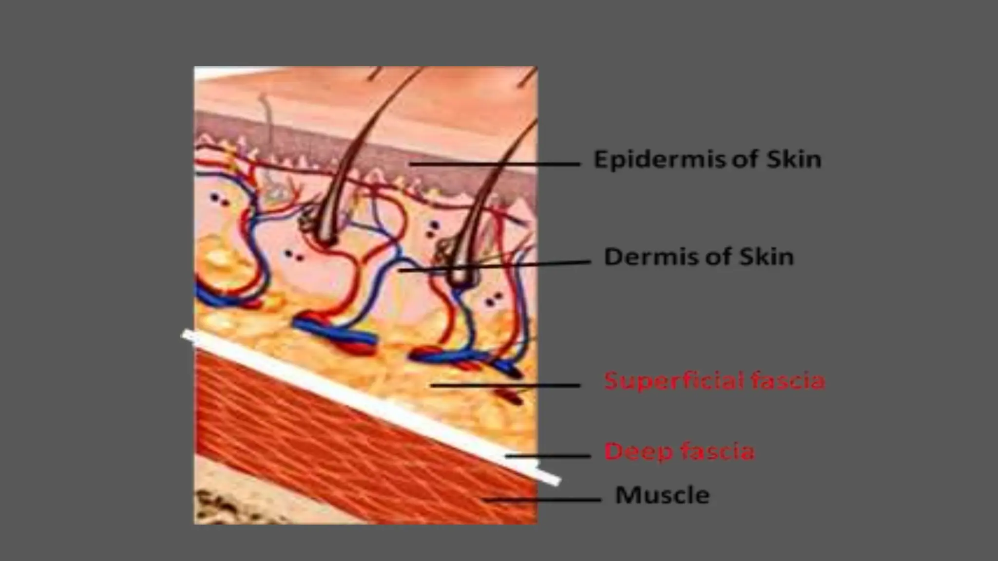fascia of lower limb, venous drainage of lower limb, lymphatic drainage ...