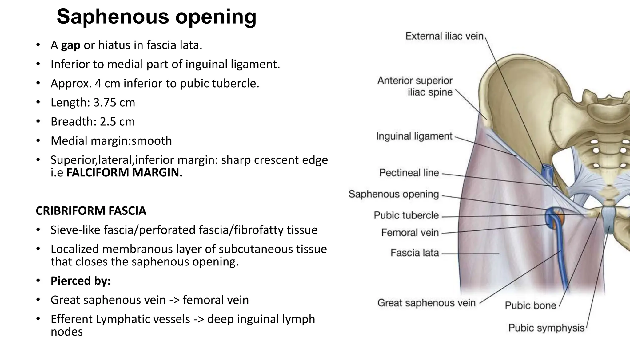 fascia of lower limb, venous drainage of lower limb, lymphatic drainage ...