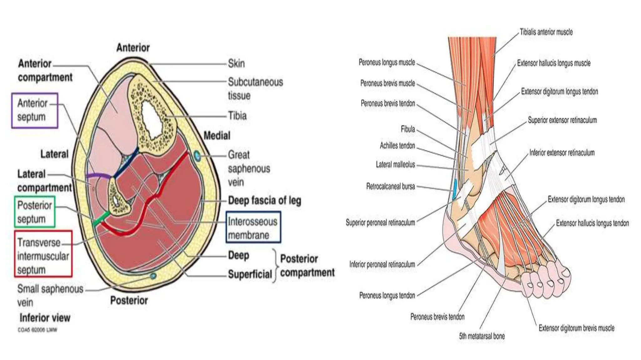 fascia of lower limb, venous drainage of lower limb, lymphatic drainage ...