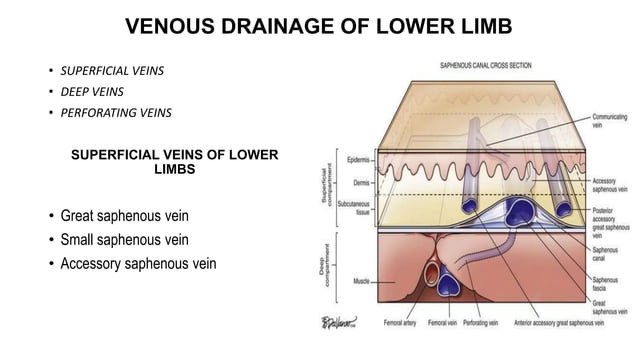 fascia of lower limb, venous drainage of lower limb, lymphatic drainage of lower limb human ...