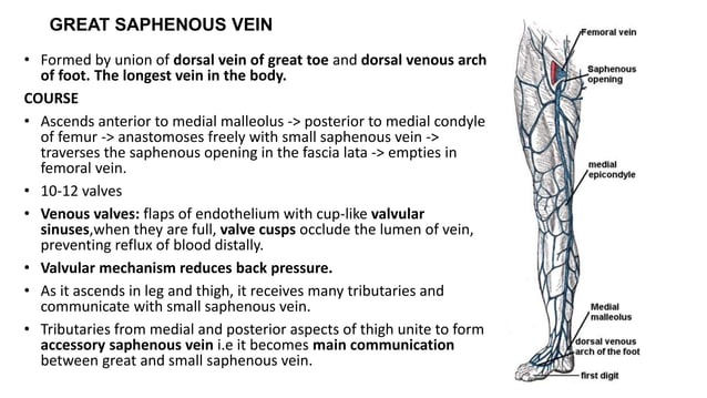 fascia of lower limb, venous drainage of lower limb, lymphatic drainage of lower limb human ...