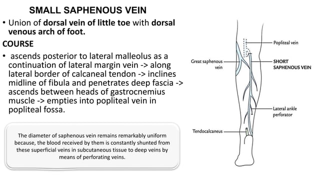 fascia of lower limb, venous drainage of lower limb, lymphatic drainage of lower limb human ...