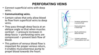 fascia of lower limb, venous drainage of lower limb, lymphatic drainage ...