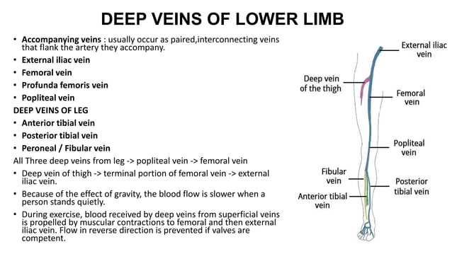 fascia of lower limb, venous drainage of lower limb, lymphatic drainage of lower limb human ...