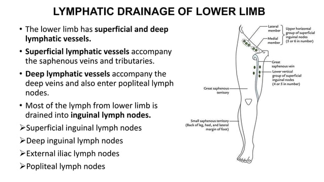 fascia of lower limb, venous drainage of lower limb, lymphatic drainage of lower limb human ...