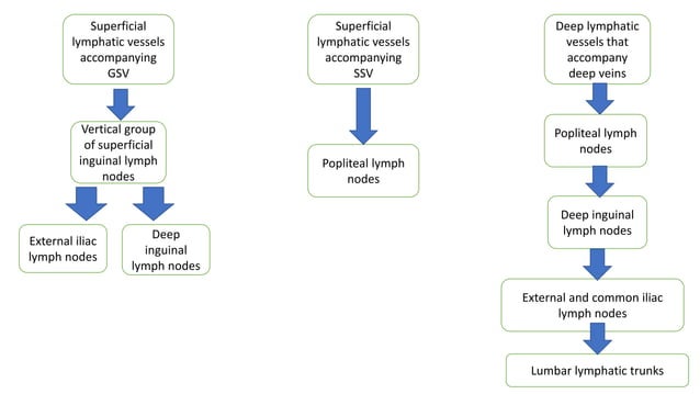 fascia of lower limb, venous drainage of lower limb, lymphatic drainage of lower limb human ...