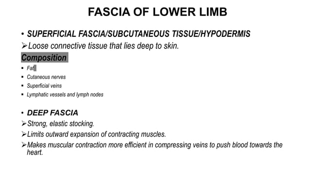 fascia of lower limb, venous drainage of lower limb, lymphatic drainage ...