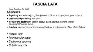 fascia of lower limb, venous drainage of lower limb, lymphatic drainage ...
