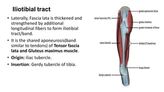 fascia of lower limb, venous drainage of lower limb, lymphatic drainage ...
