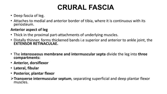 fascia of lower limb, venous drainage of lower limb, lymphatic drainage ...