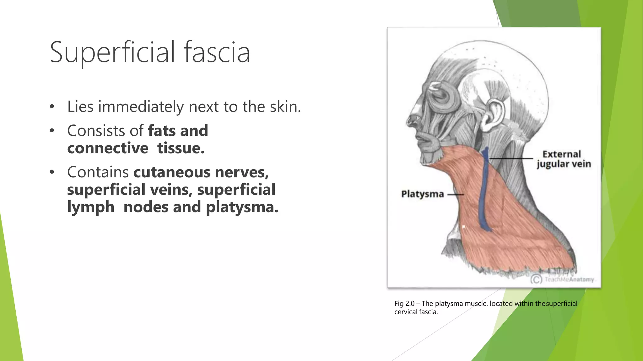 Fascia of neck | PPTX
