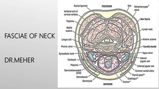 Fascia of neck | PPTX