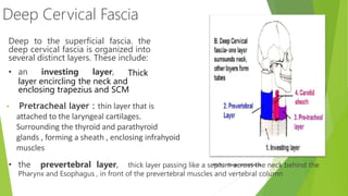 Fascia of neck | PPTX