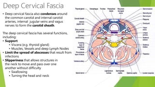 Fascia of neck | PPTX