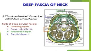 Fascia of neck | PPTX