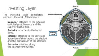 Fascia of neck | PPTX