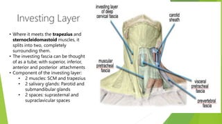 Fascia of neck | PPTX
