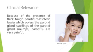 Fascia of neck | PPTX