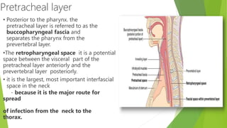 Fascia of neck | PPTX