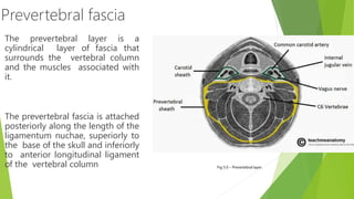 Fascia of neck | PPTX