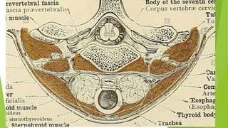 Fascia of neck | PPTX