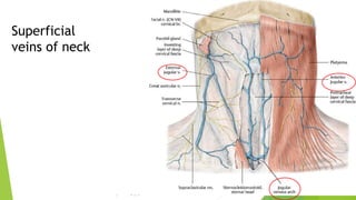 Fascia of neck | PPTX