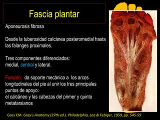 Fascia plantar | PPT