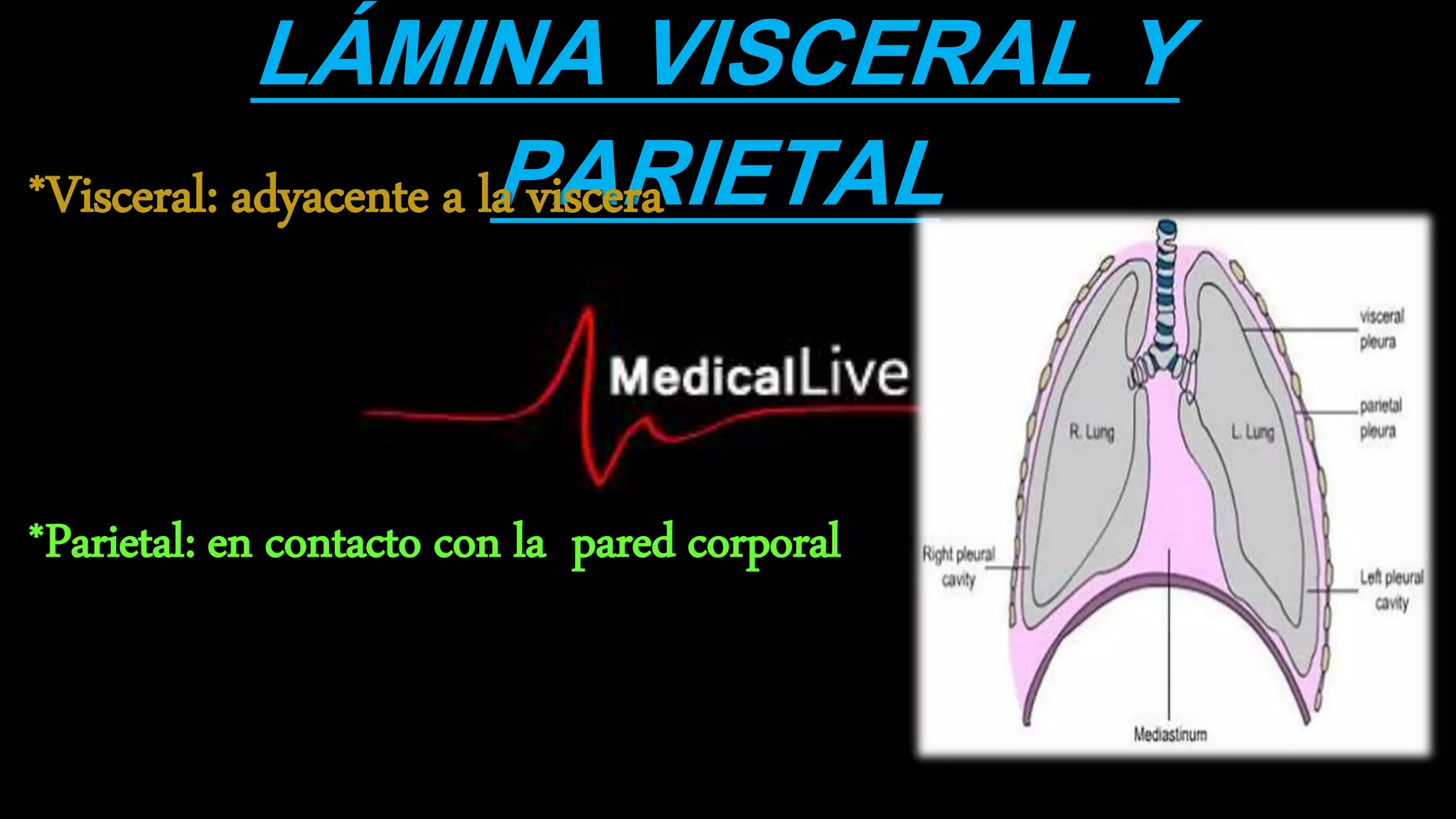 FASCIAS Y COMPARTIMENTOS, RETINACULOS, BOLSAS, , . ANATOMÍA HUMANA | PPTX
