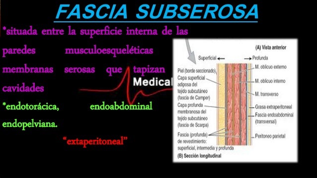 FASCIAS Y COMPARTIMENTOS, RETINACULOS, BOLSAS, , . ANATOMÍA HUMANA