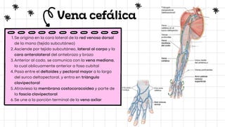 Fascias del Miembro Superior Anatomía y medicina | PDF