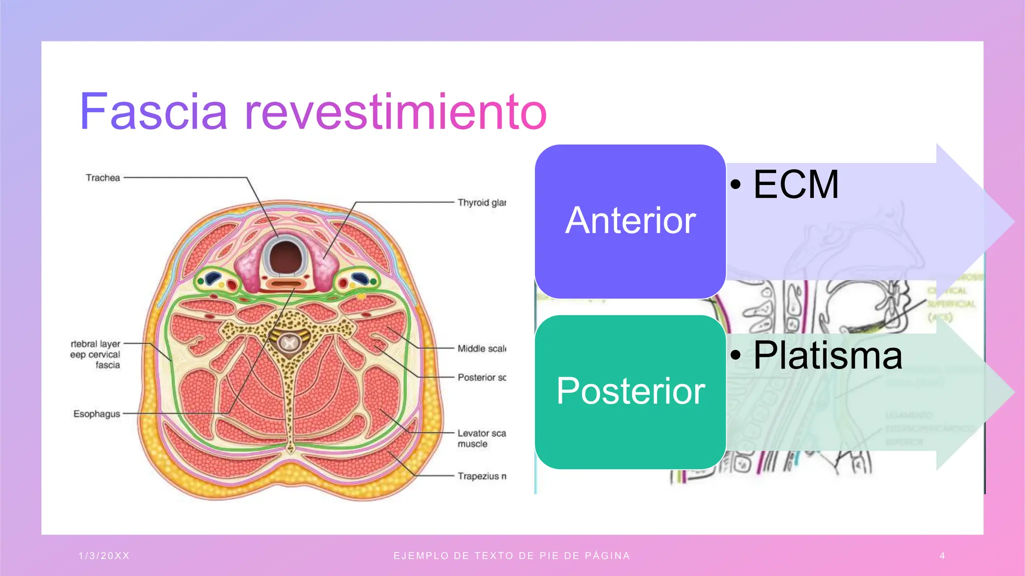Fascias de cuello ...