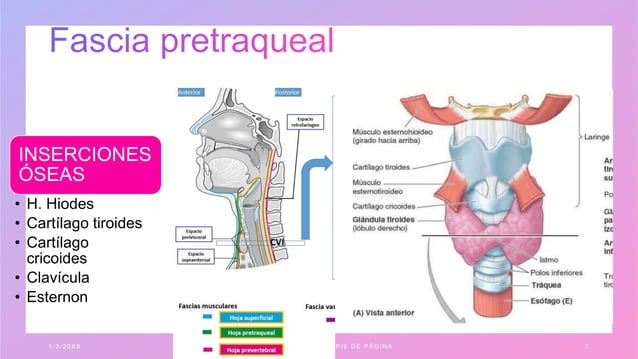 Fascias de cuello ...