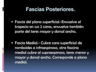 Fascias De La Cintura Escapular. | PPTX