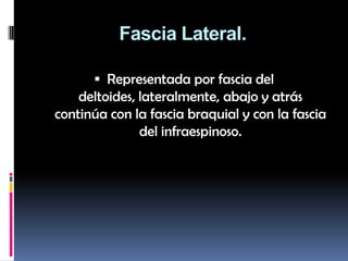 Fascias De La Cintura Escapular. | PPTX