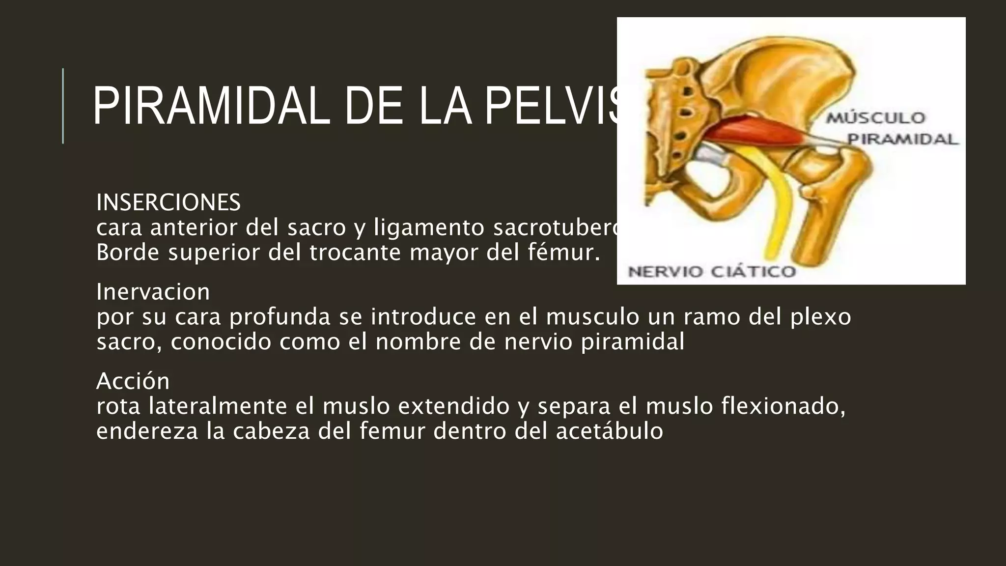 musculos de la pelvis y sus fascias | PPTX