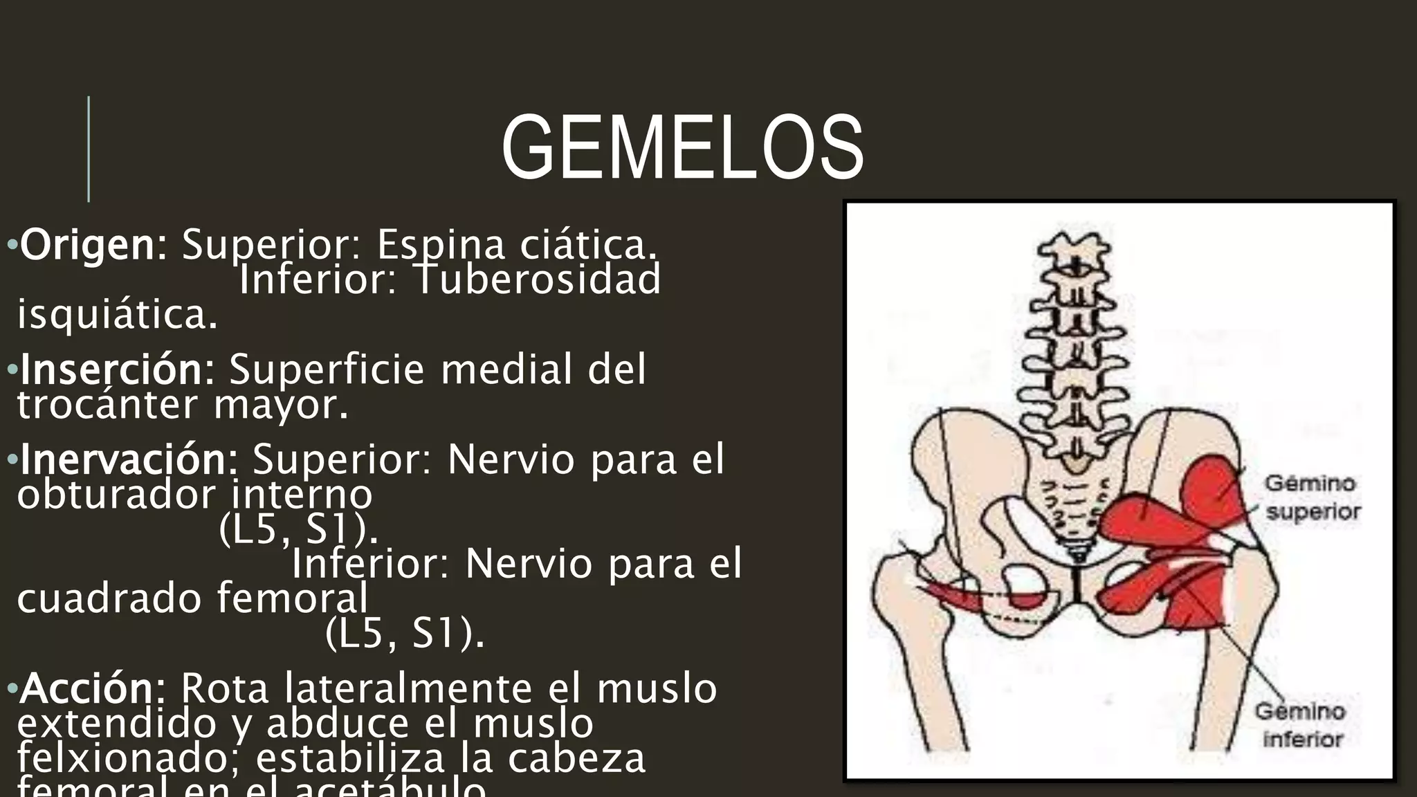 musculos de la pelvis y sus fascias | PPTX