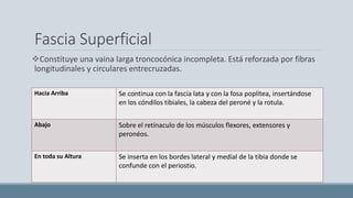 Fascias de la pierna y músculos del pie | PPTX