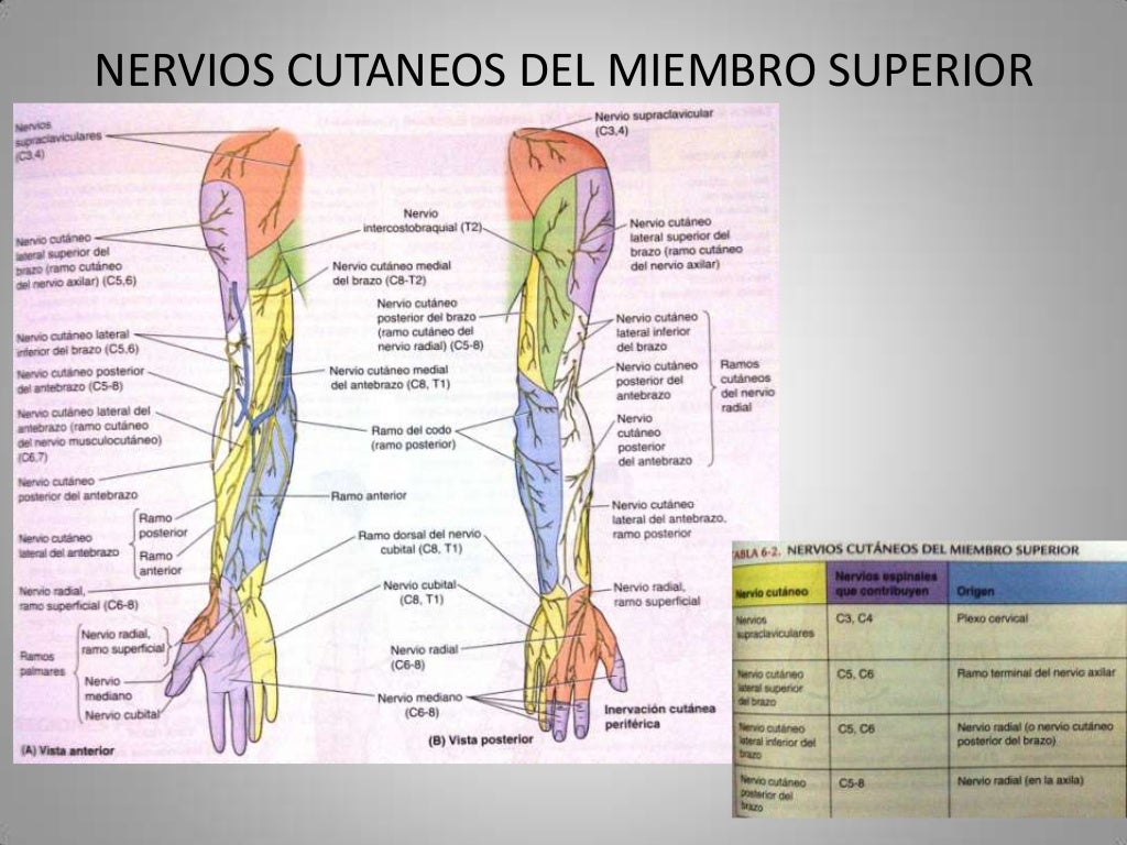 Fascias, vasos eferentes, inervacion cutanea y miotomas del miembro s…